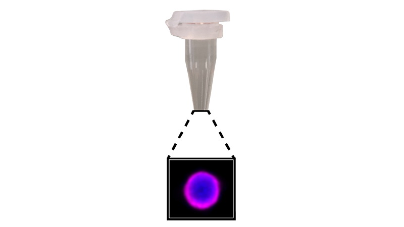 Single Cell Retrieval And Molecular Analysis Rarecyte
