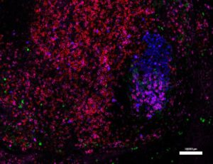 Orion Applications » RareCyte