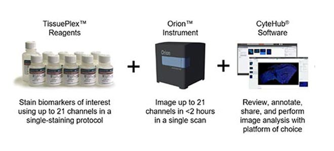 Orion Data Sets for Spatial Transcriptomics | Rarecyte